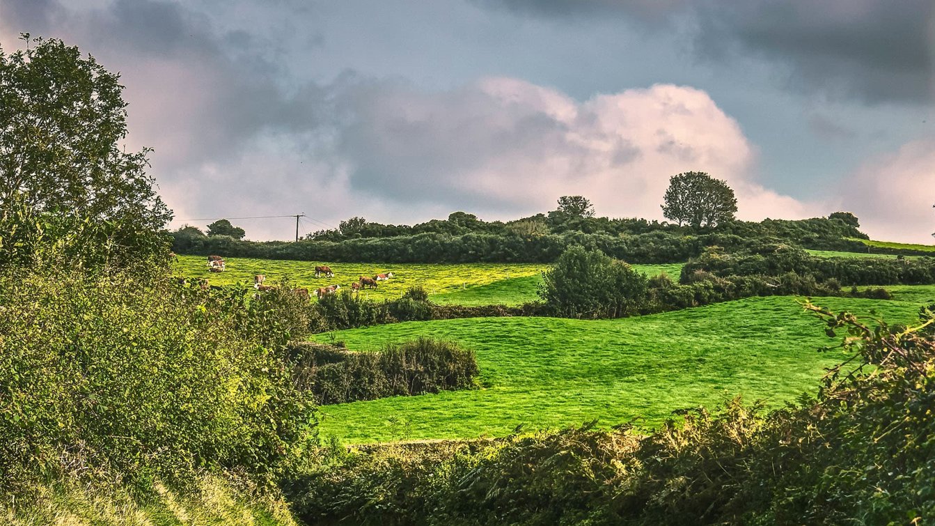 Mapping England's hedgerow landscape