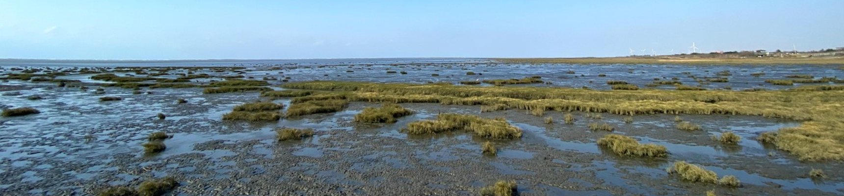 Natural coastal protection and risk reduction by intertidal wetlands - RGS