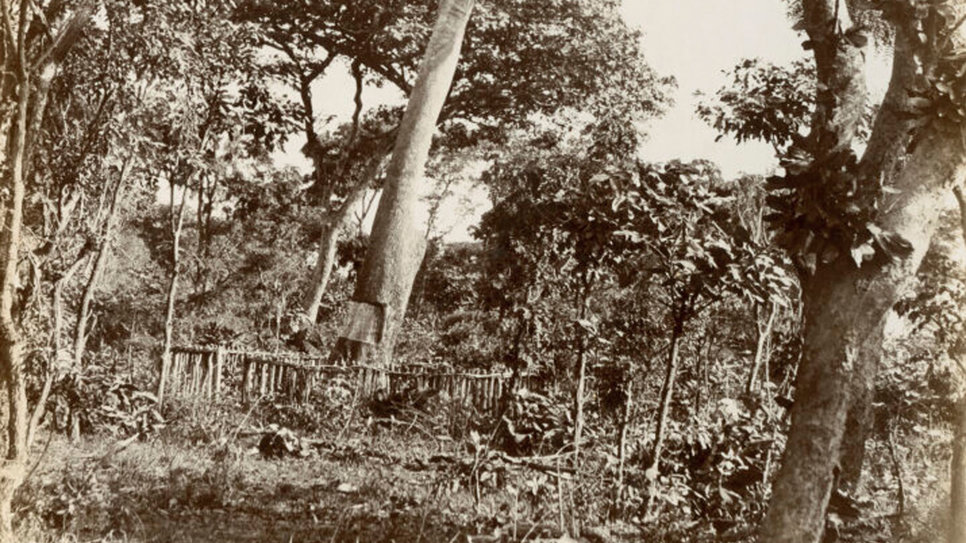 Mpundu tree and Livingstone tree bark