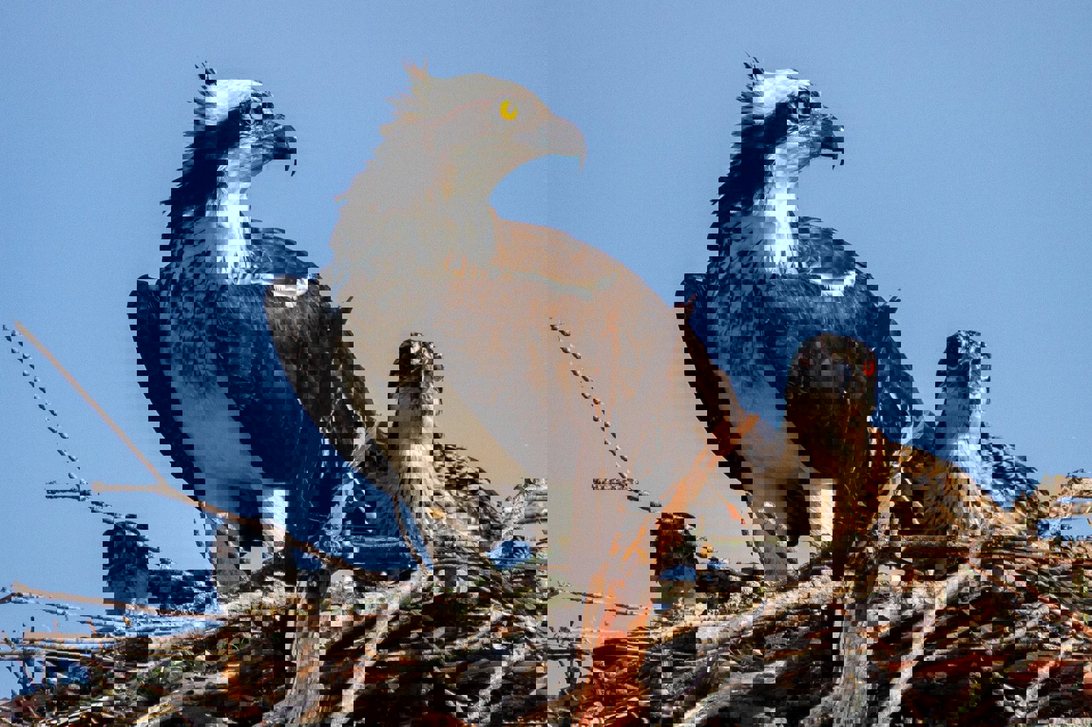 Flight of The Osprey - a conversation with Sacha Dench aka the ‘human ...