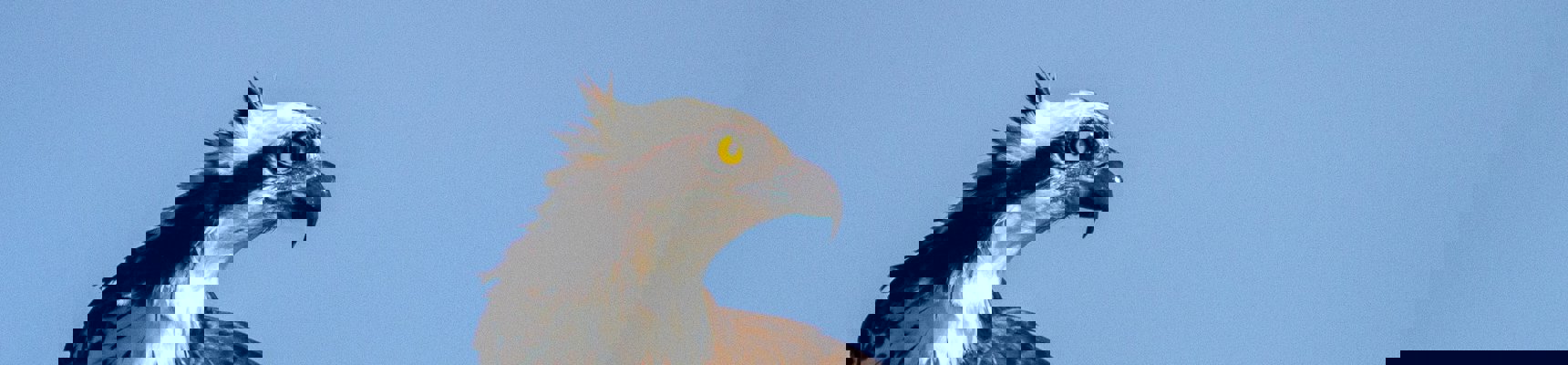 Flight of The Osprey - a conversation with Sacha Dench aka the ‘human ...