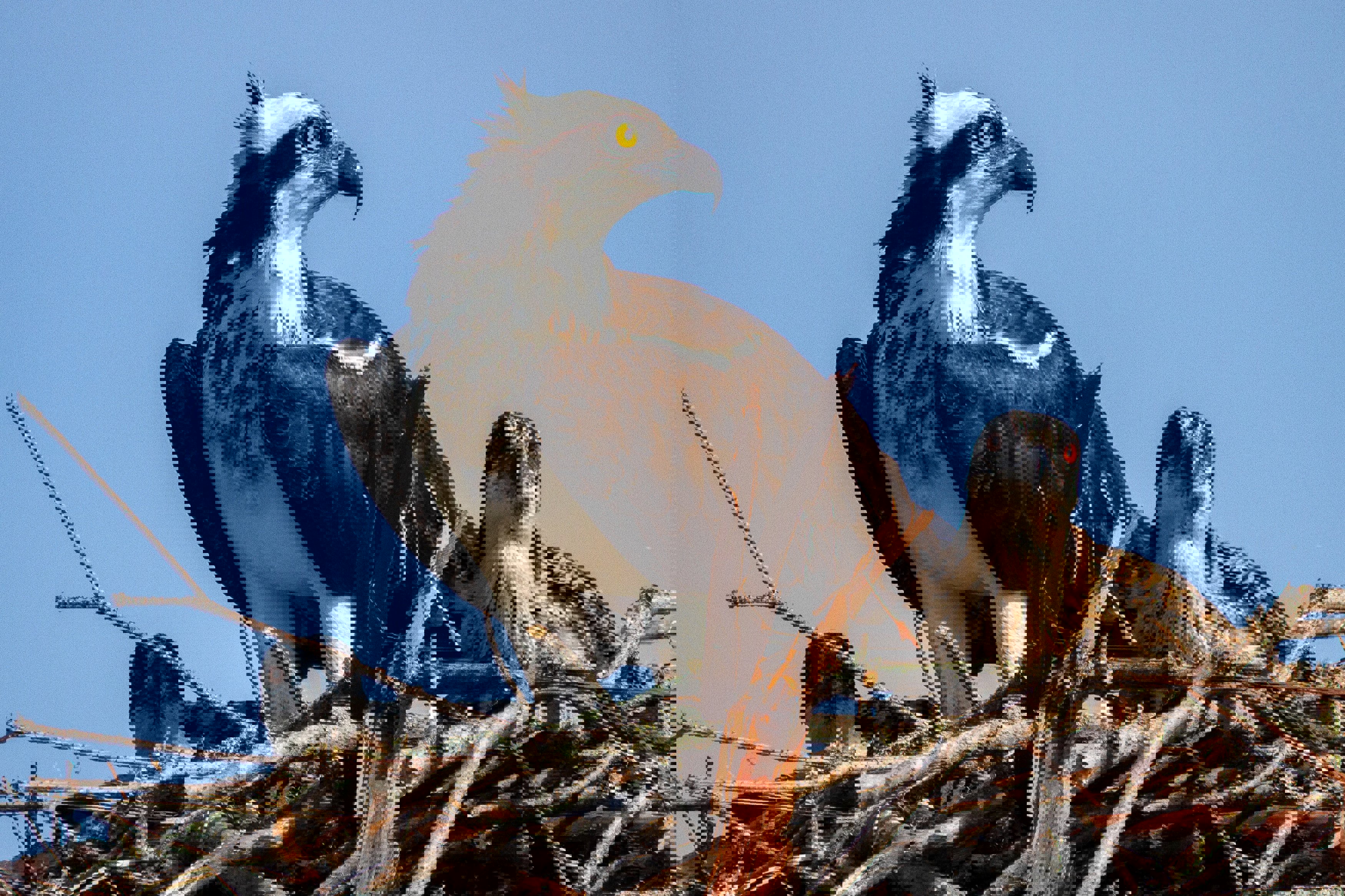 Flight of The Osprey - a conversation with Sacha Dench aka the ‘human ...