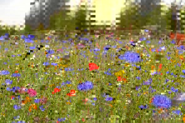 Ecosystems fieldwork techniques - RGS